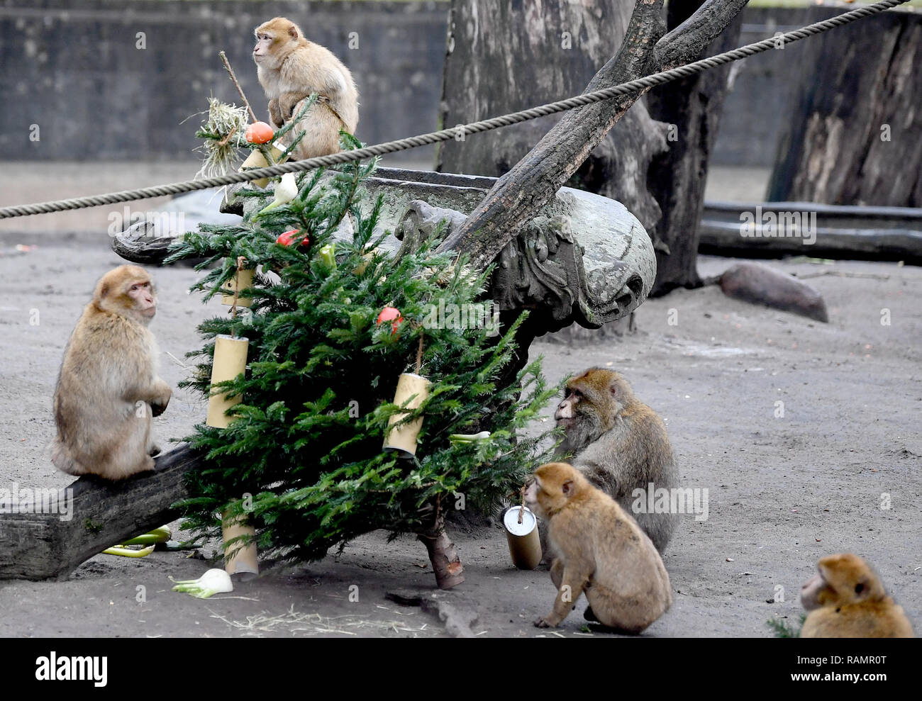 Monkeys live in trees hi-res stock photography and images - Alamy