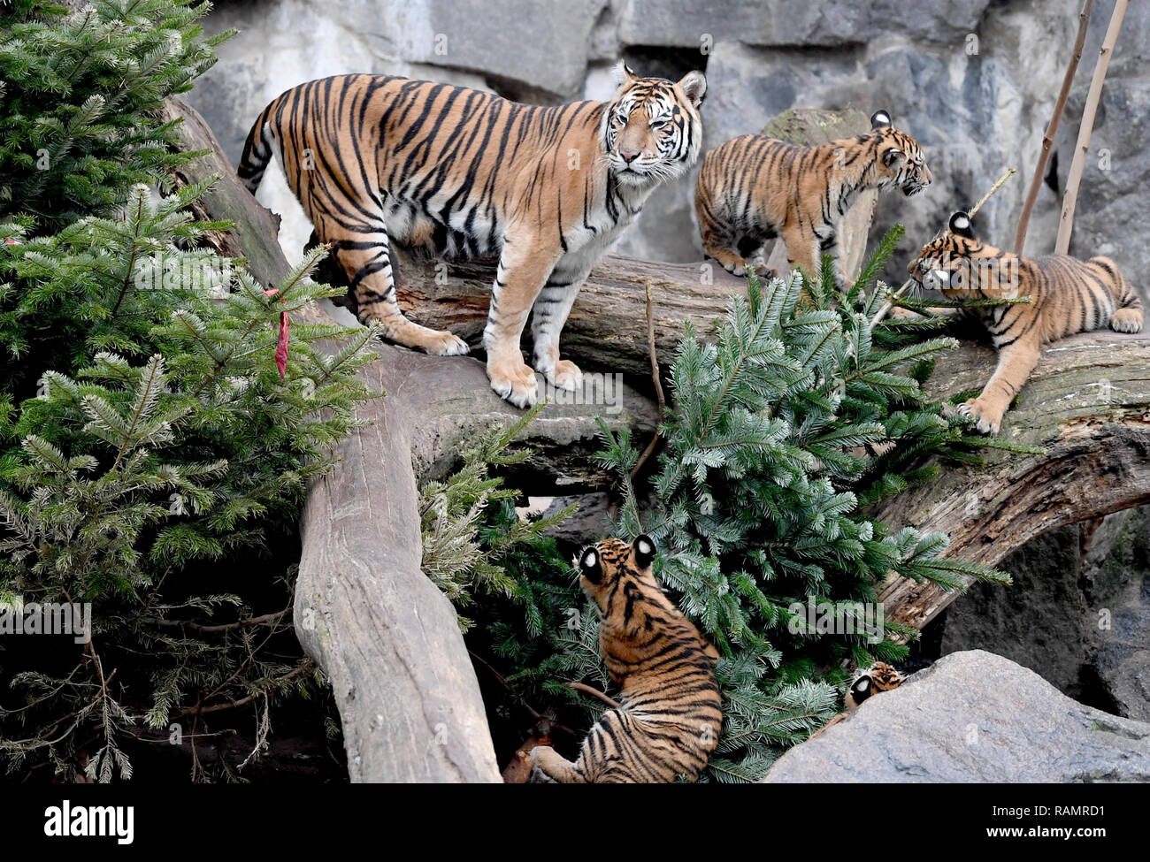 Sumatran boys hi-res stock photography and images - Alamy