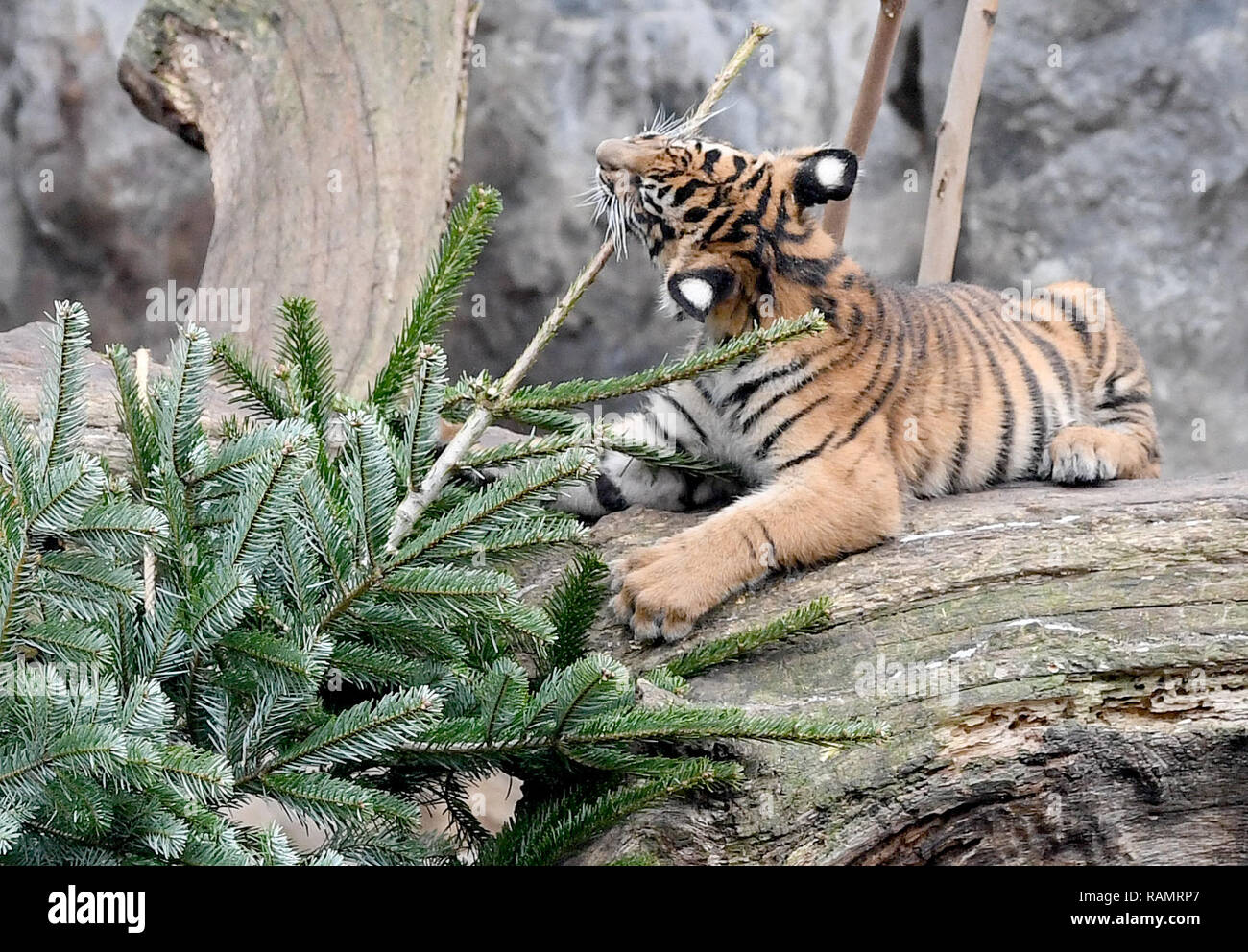 Tiger And Boy High Resolution Stock Photography and Images - Alamy