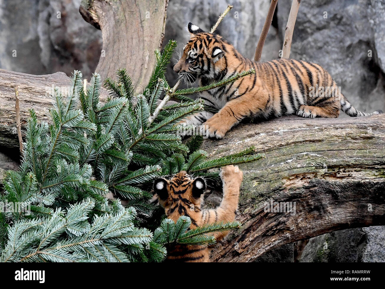 Berlin, Germany. 04th Jan, 2019. Sumatran tiger boy playing with a fir ...