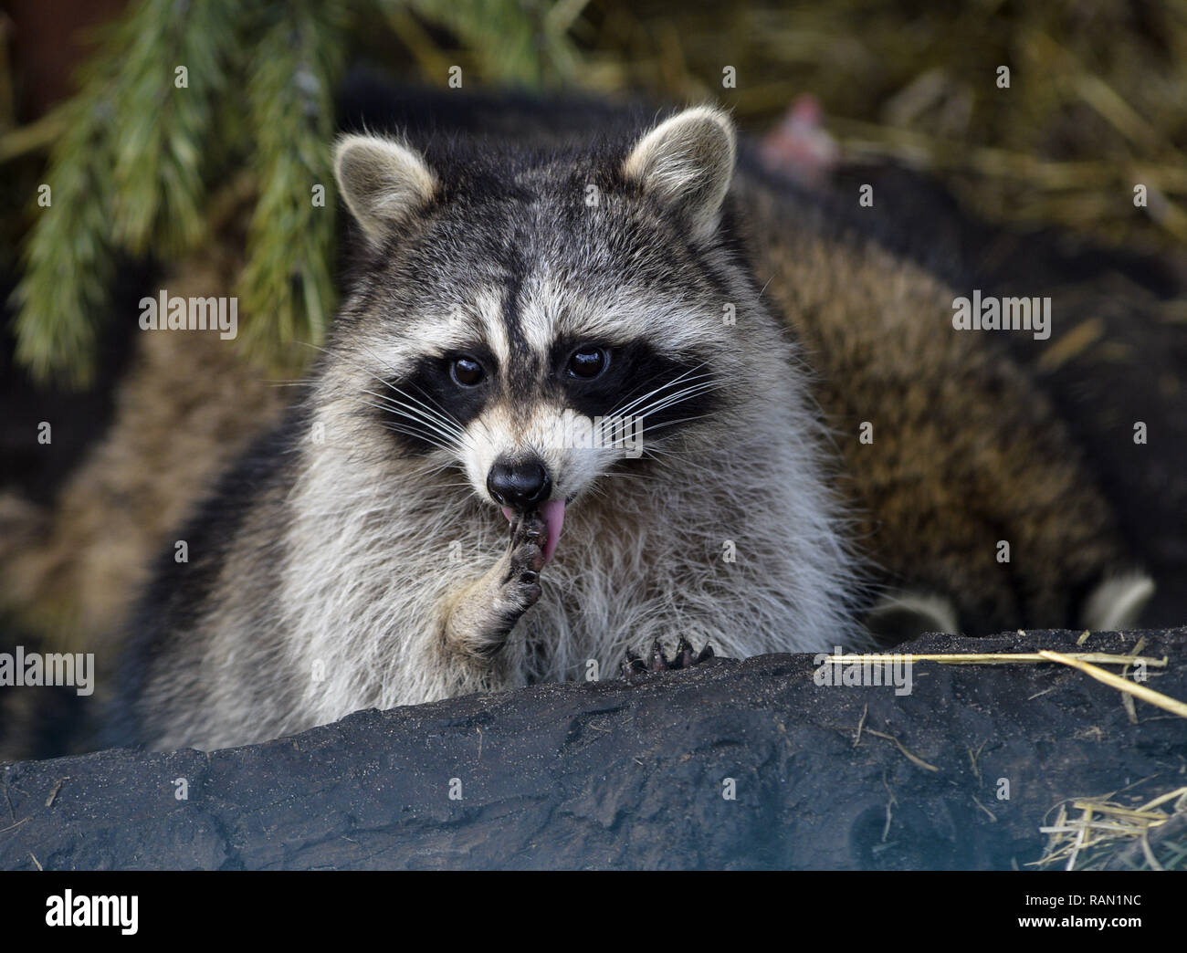 Kiev zoo hi-res stock photography and images - Alamy