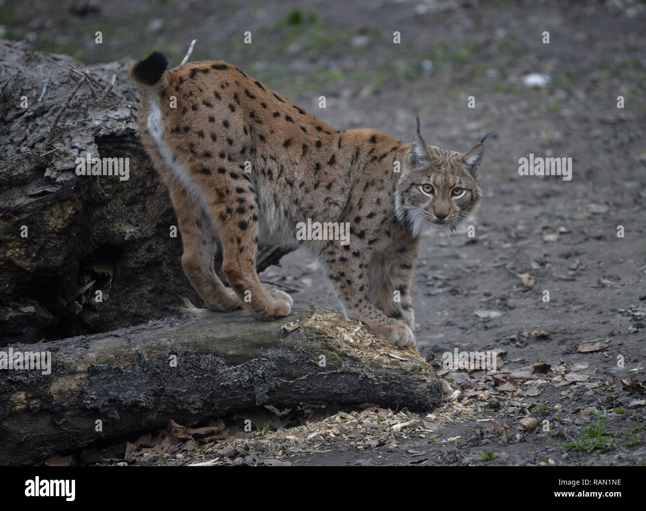 Kiev, Ukraine. 13th Apr, 2018. An Eurasian lynx (Lynx lynx) seen ...