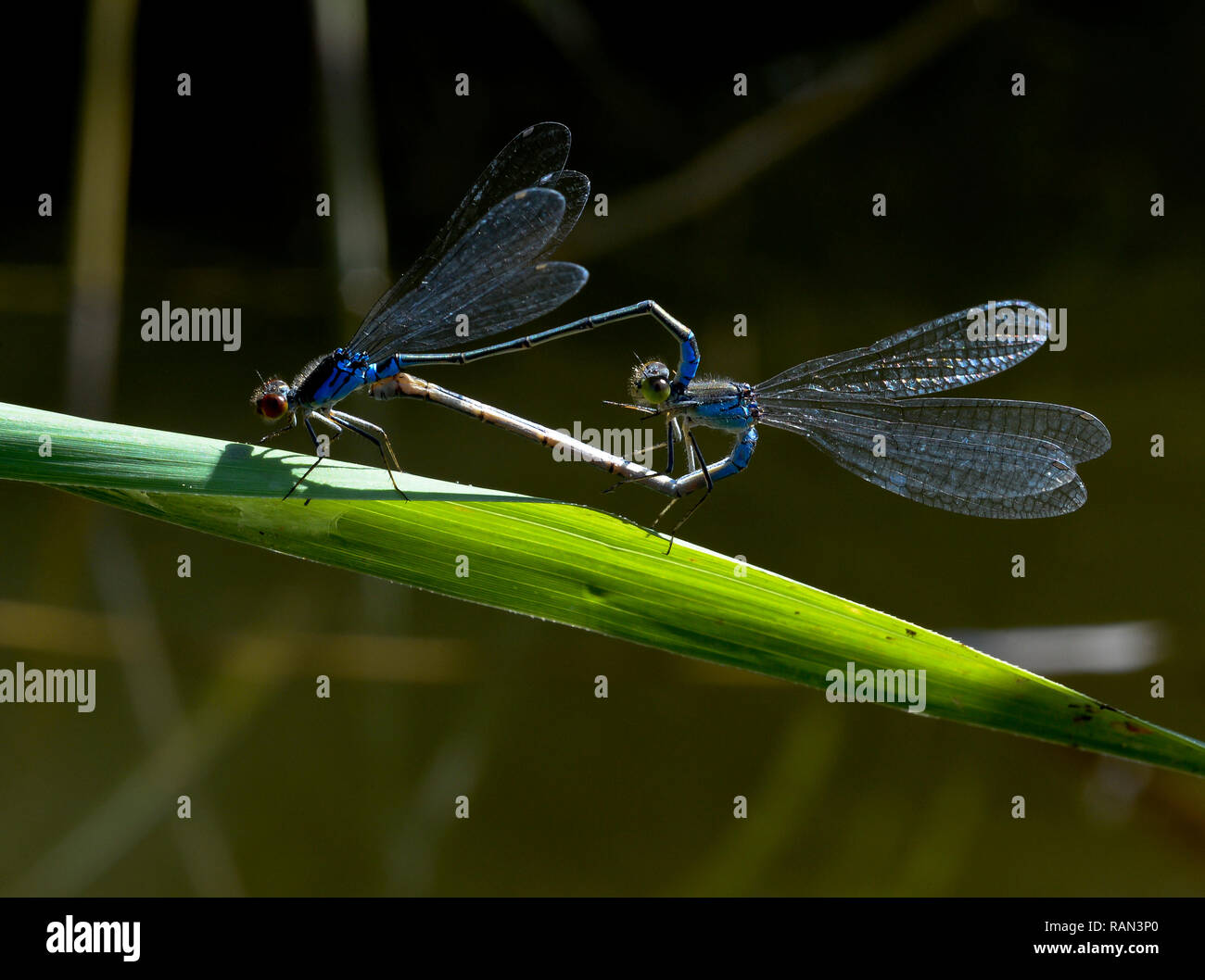 Two dragonflies hi-res stock photography and images - Alamy