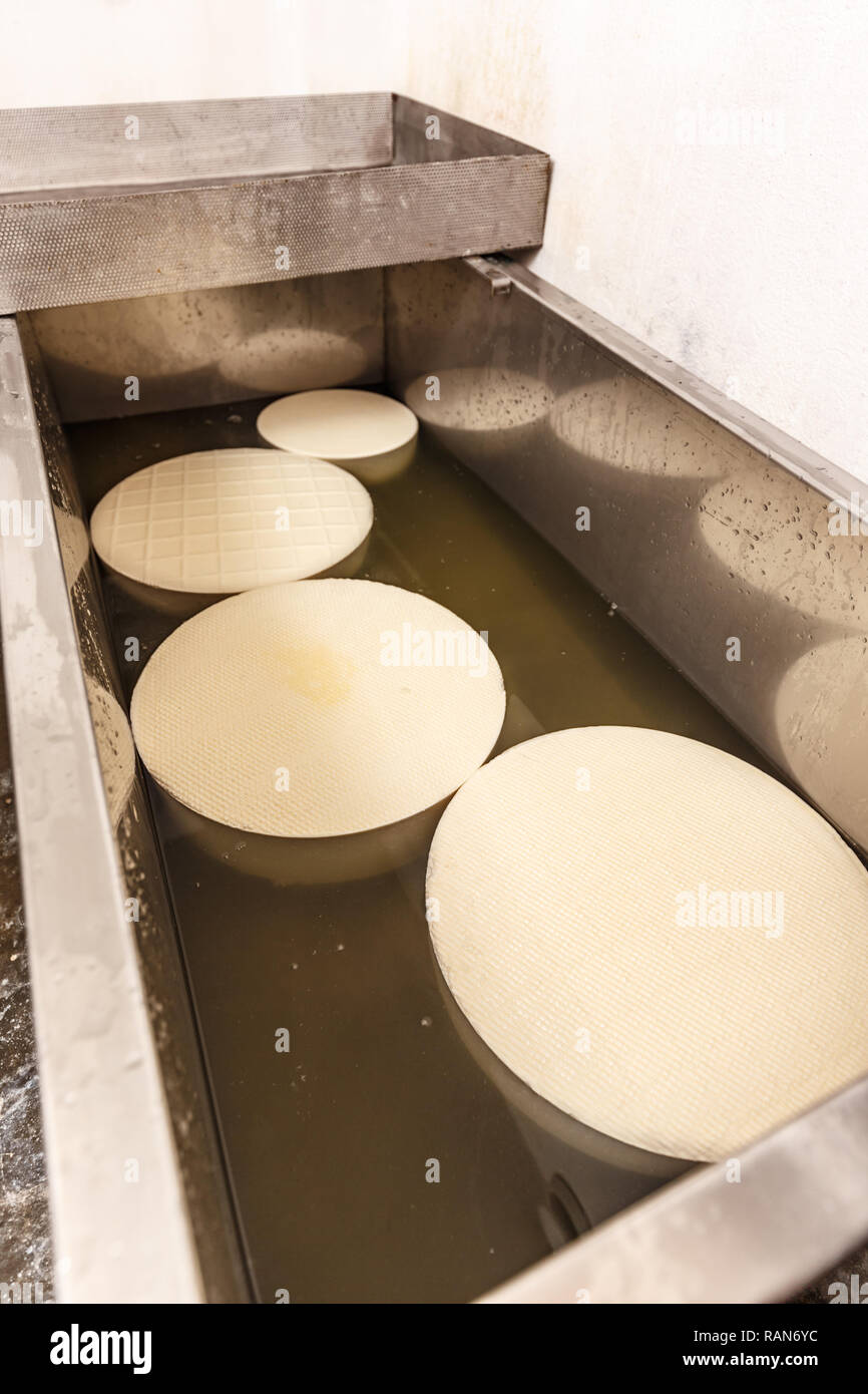 Young cheese-wheels in the water bath. Process of creates protective ...