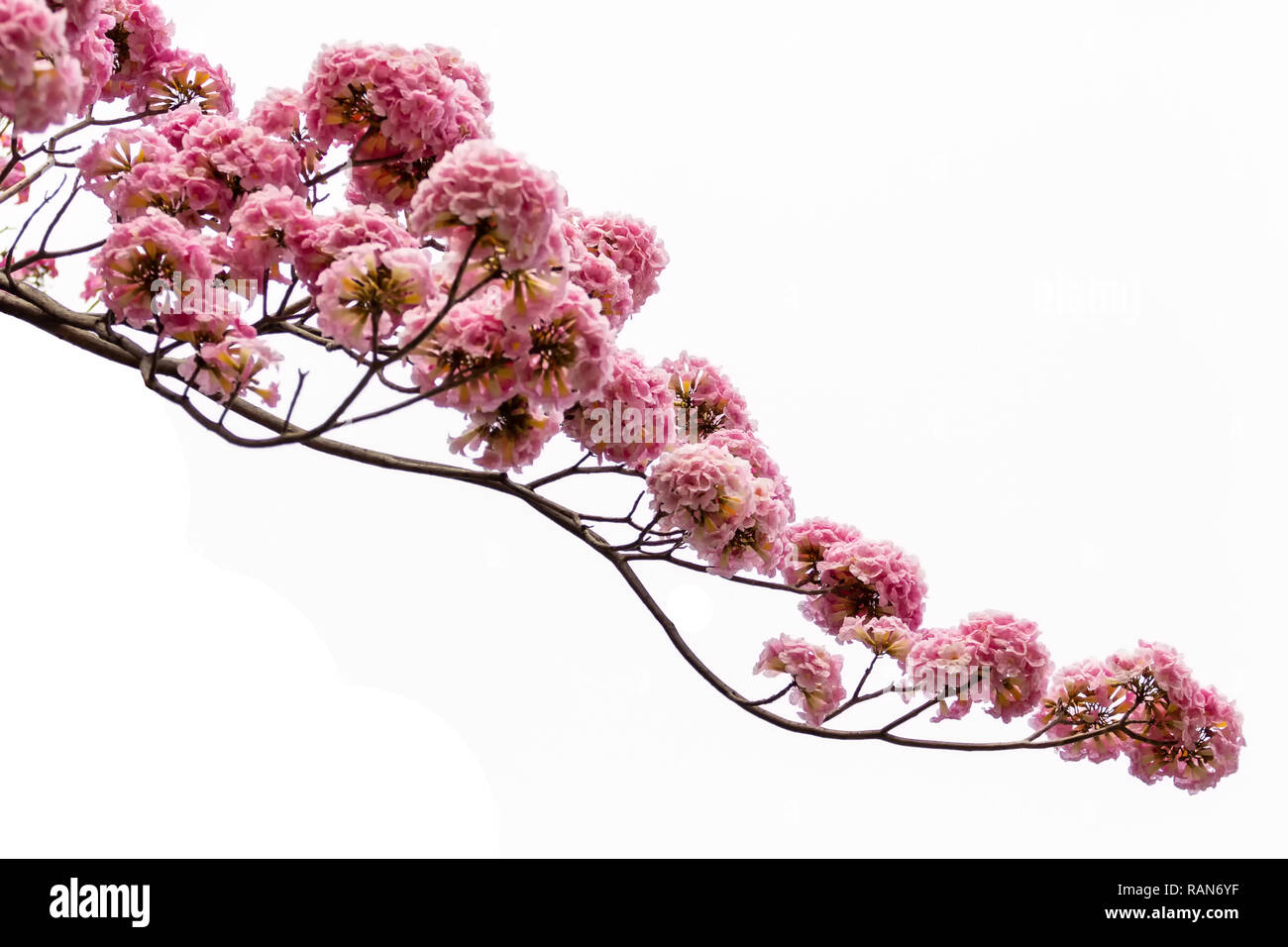 Pink flower and tree branch isolated on white background Stock Photo ...