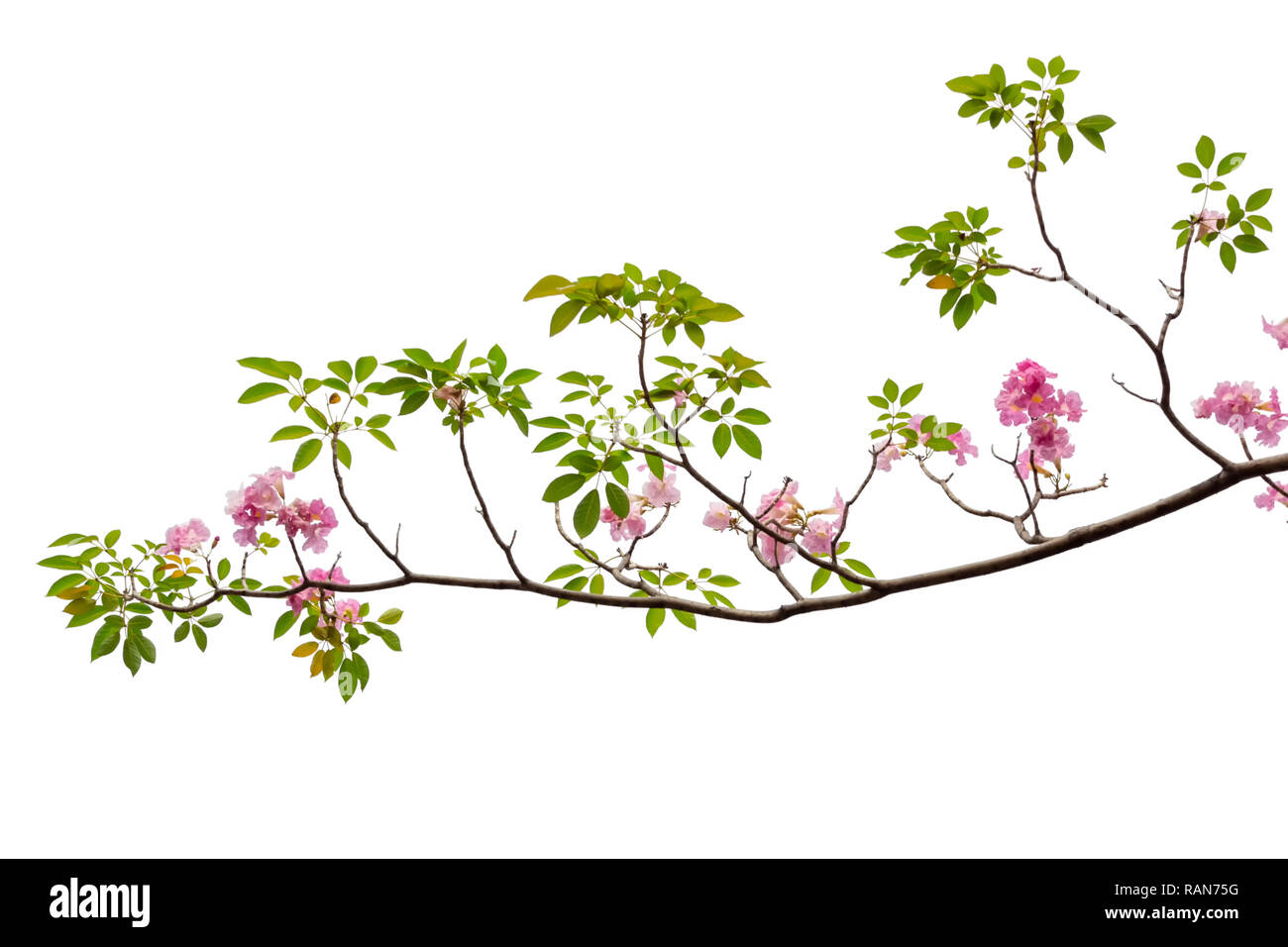 Pink flower and tree branch isolated on white background Stock Photo ...