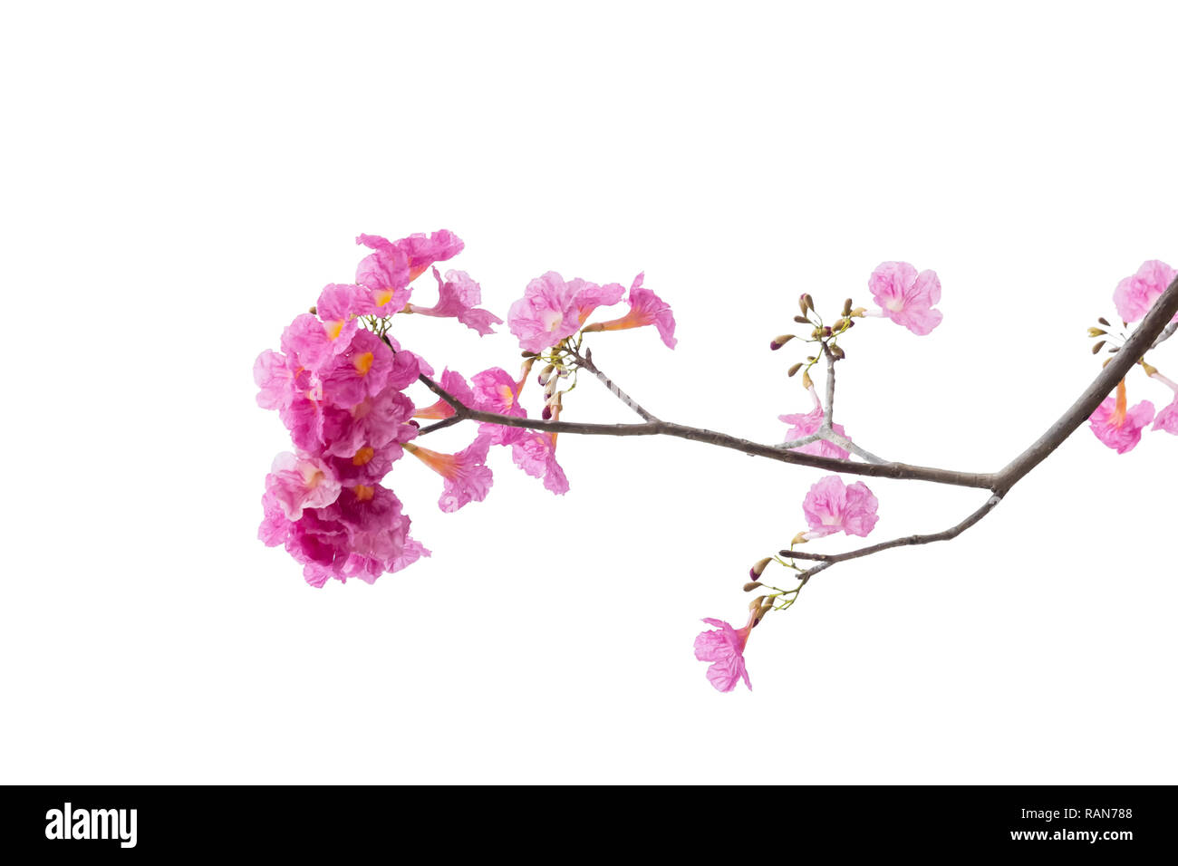 Pink flower and tree branch isolated on white background Stock Photo ...