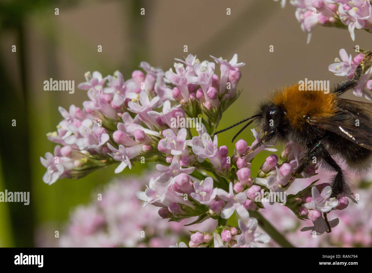 Large light brown fluffy Bee pollinating small pink flowers Stock Photo ...