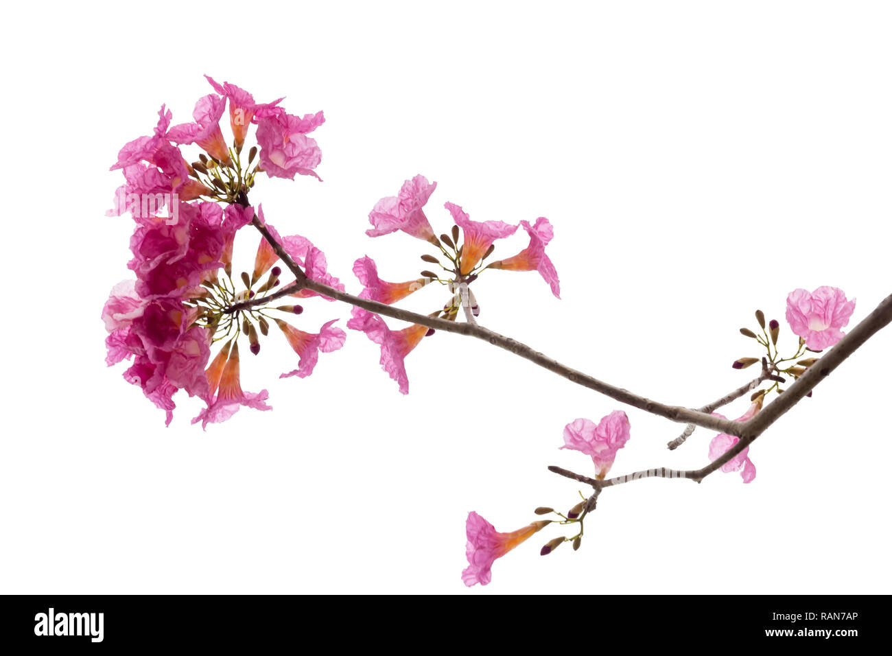 Pink flower and tree branch isolated on white background Stock Photo ...