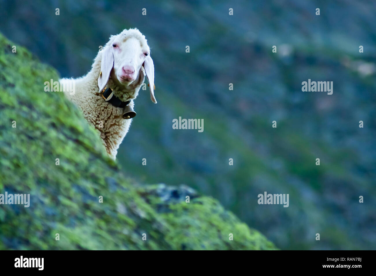 Austrian sheep hi-res stock photography and images - Alamy