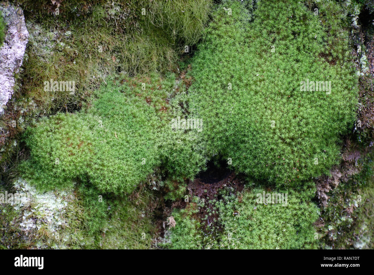 Common apple-moss, Bartramia pomiformis, growing on a rock cliff in ...