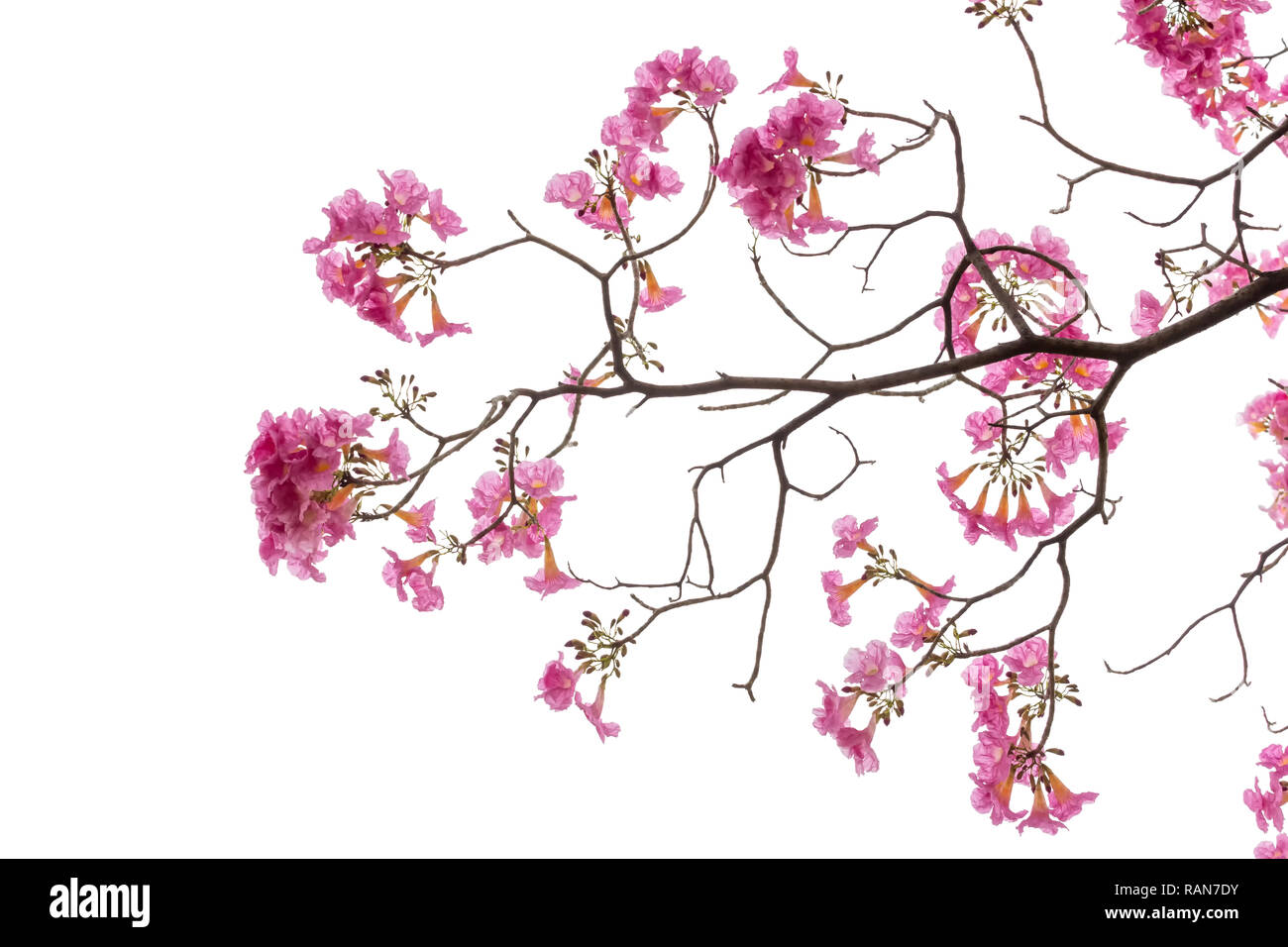 Pink flower and tree branch isolated on white background Stock Photo ...