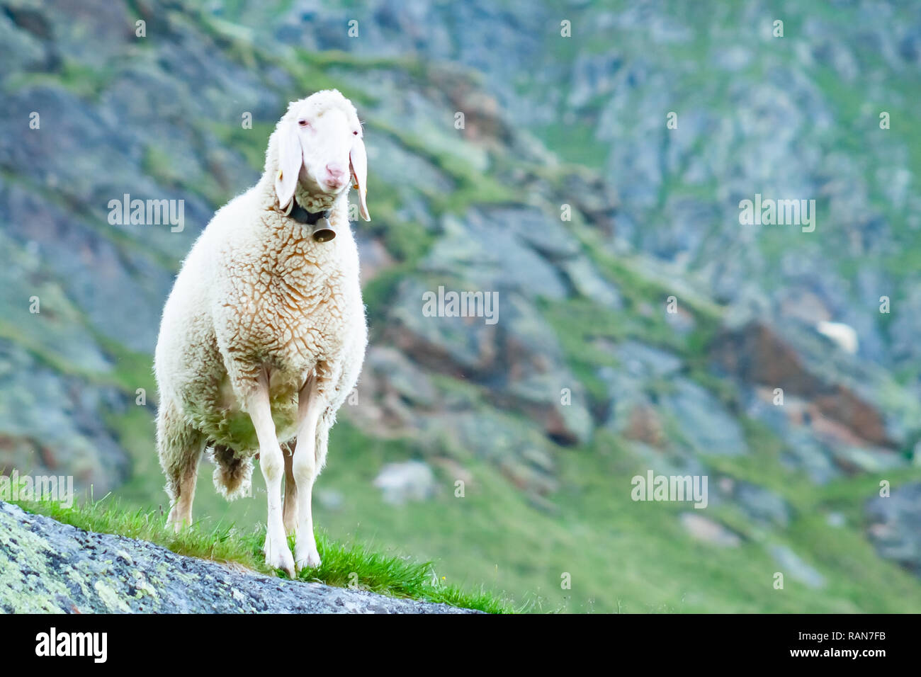 Austrian sheep hi-res stock photography and images - Alamy