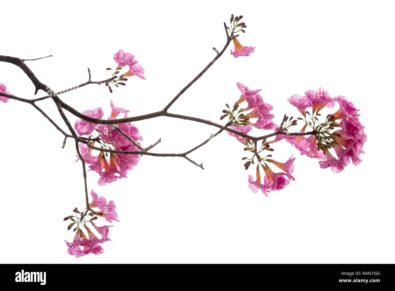 Pink flower and tree branch isolated on white background Stock Photo ...