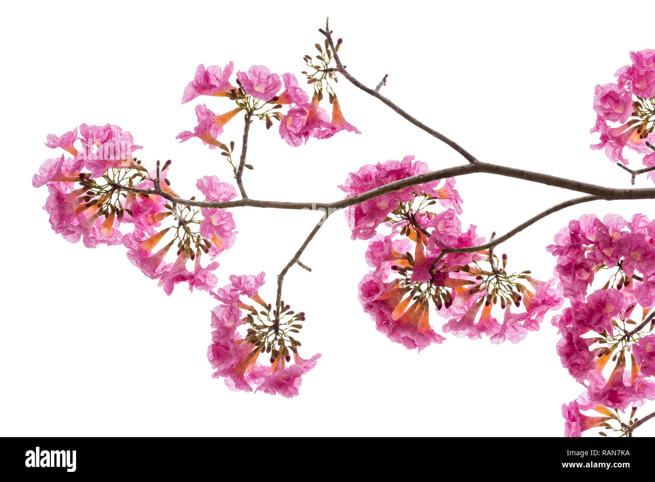 Pink flower and tree branch isolated on white background Stock Photo ...