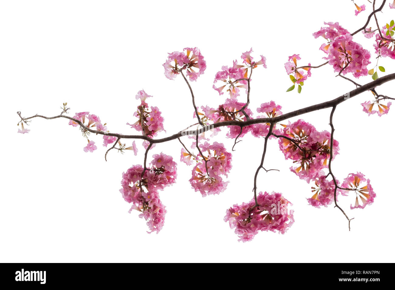Pink flower and tree branch isolated on white background Stock Photo ...