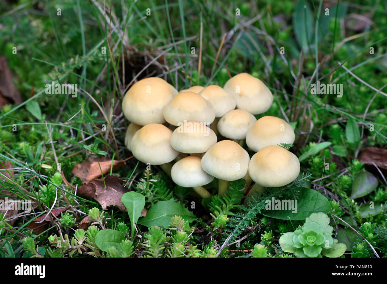 Conifer tuft mushroom, Hypholoma capnoides, an edible wild mushroom ...