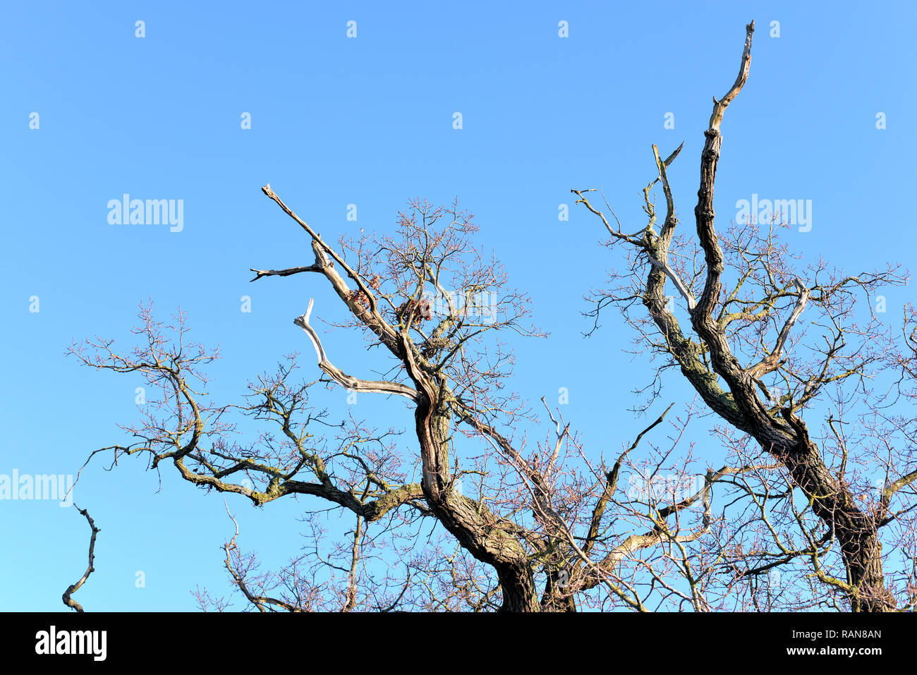 Leafless oak tree hi-res stock photography and images - Alamy