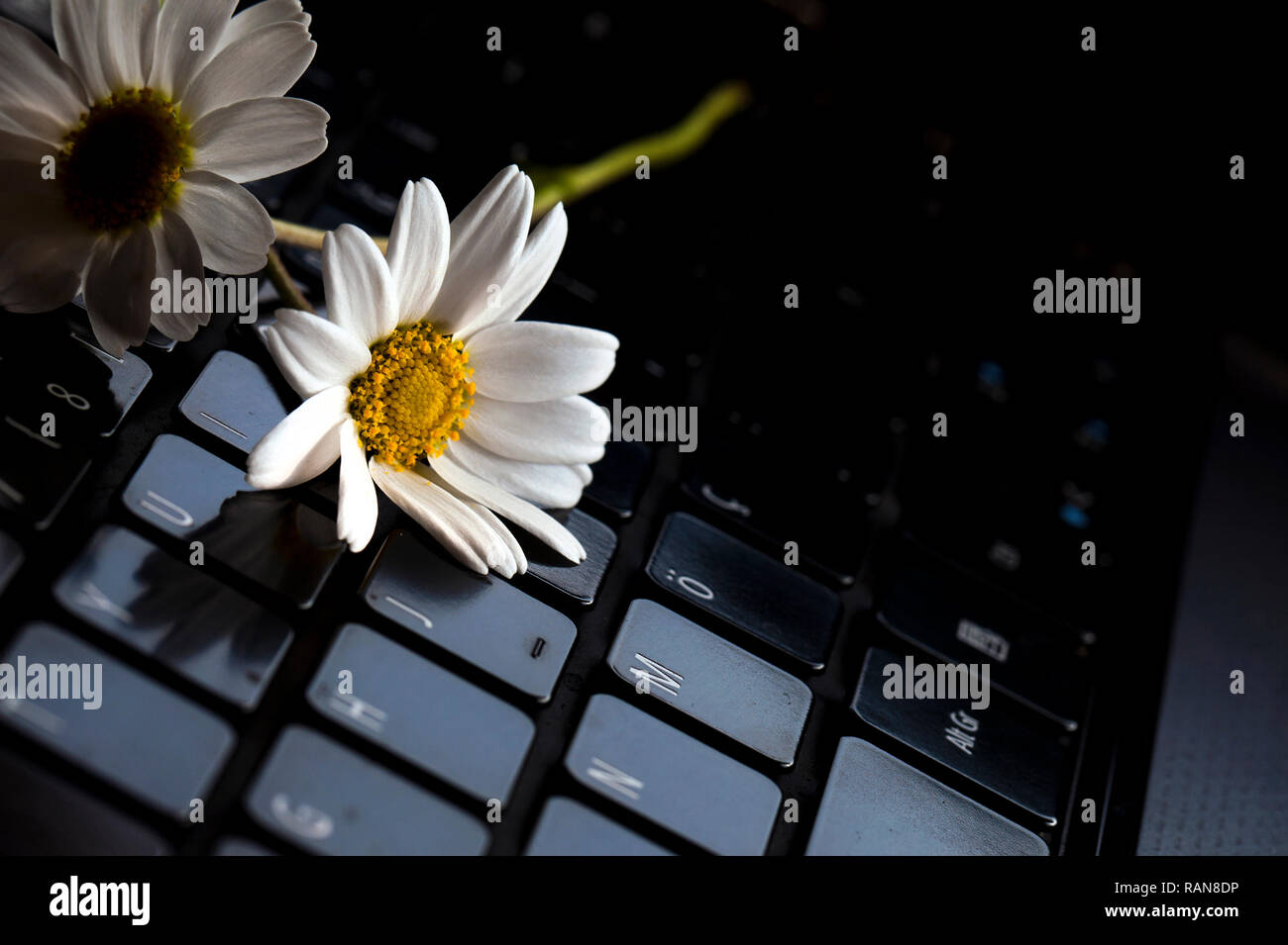 Fauna Flower Daisy and Computer Notebook Photo Stock Photo - Alamy
