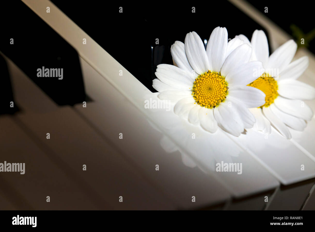 Flower Daisy and Music Instrument Piano Photo Stock Photo - Alamy
