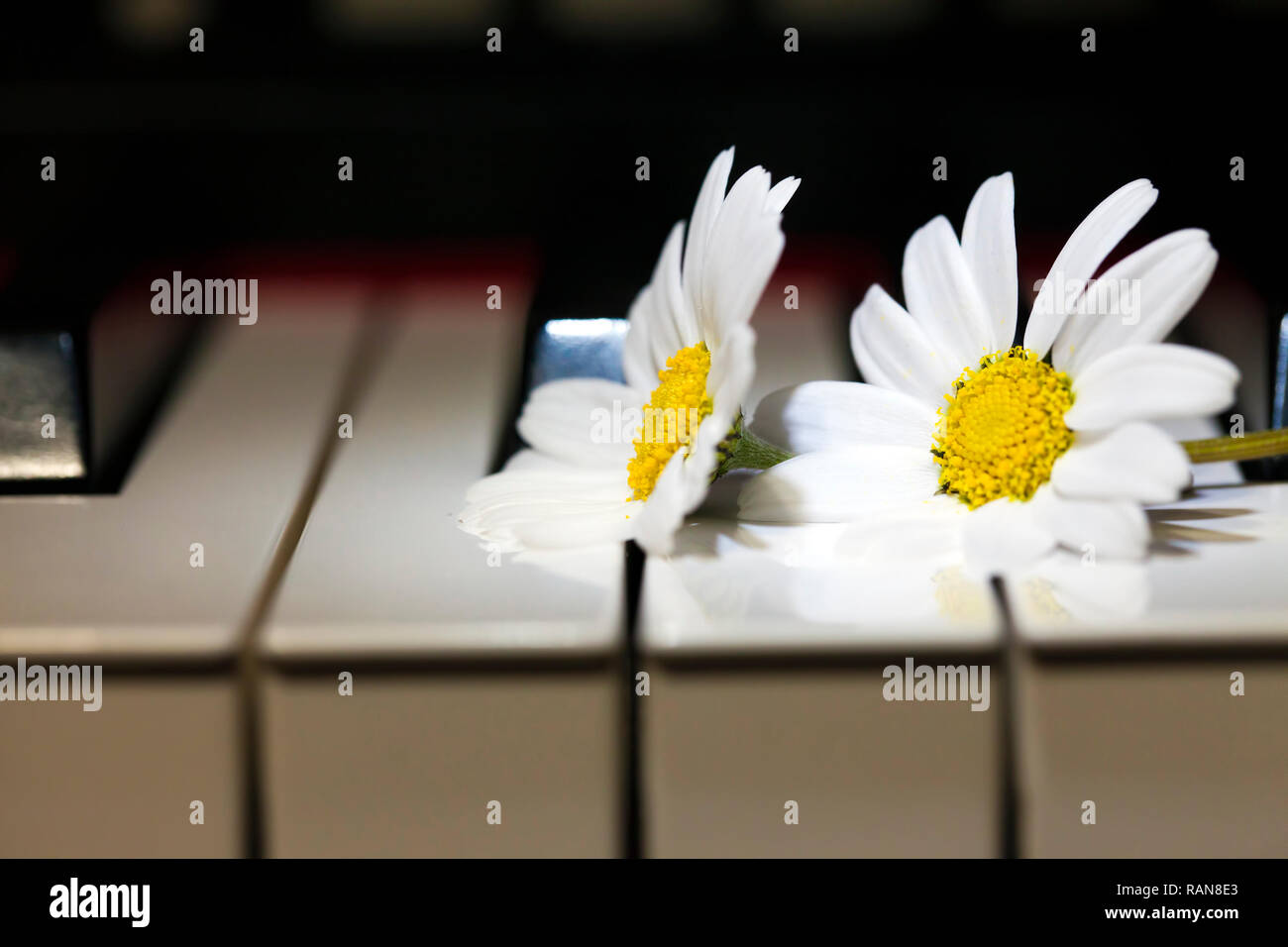 Piano field flower music hi-res stock photography and images - Alamy