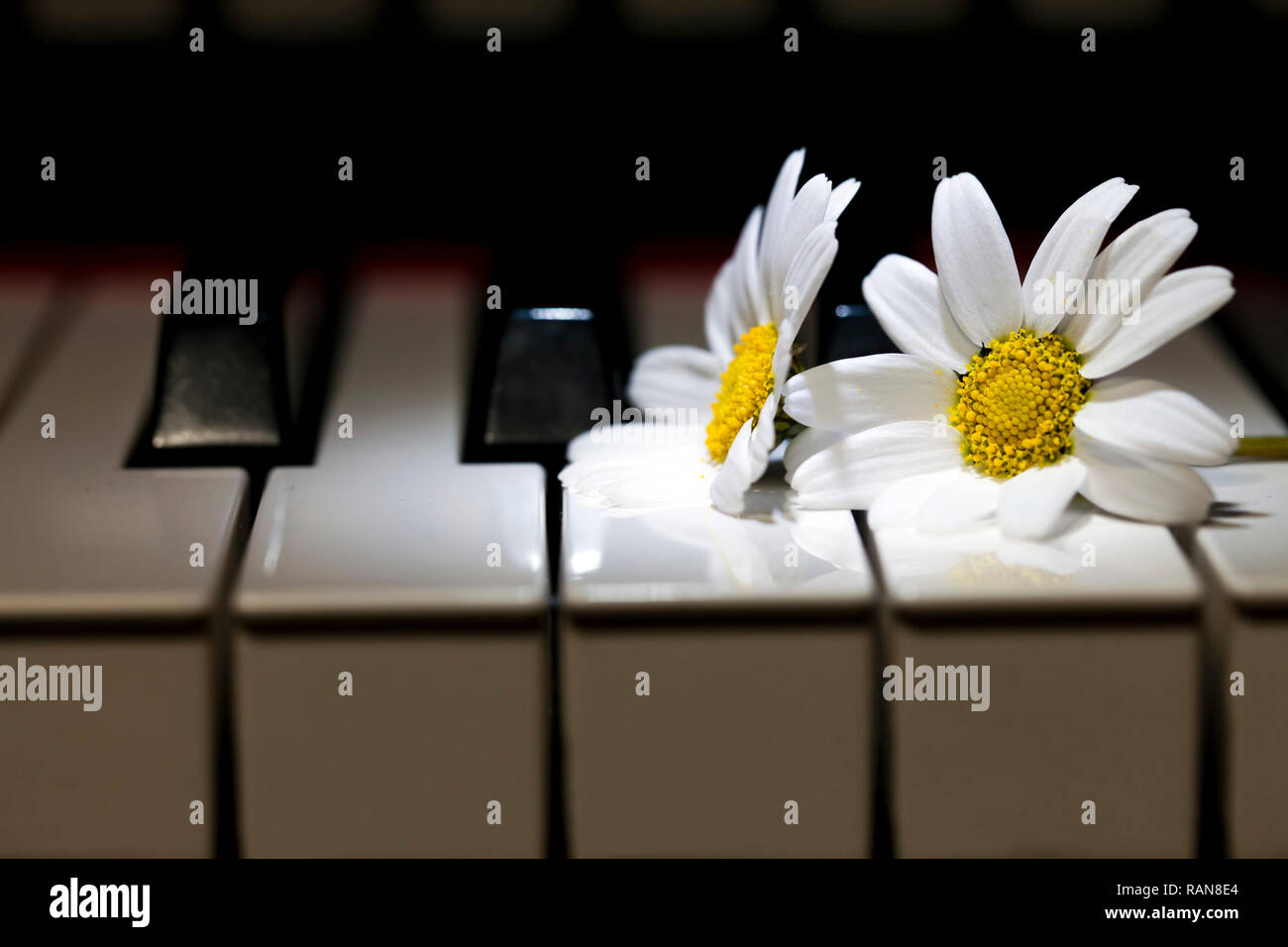 Piano field flower music hi-res stock photography and images - Alamy