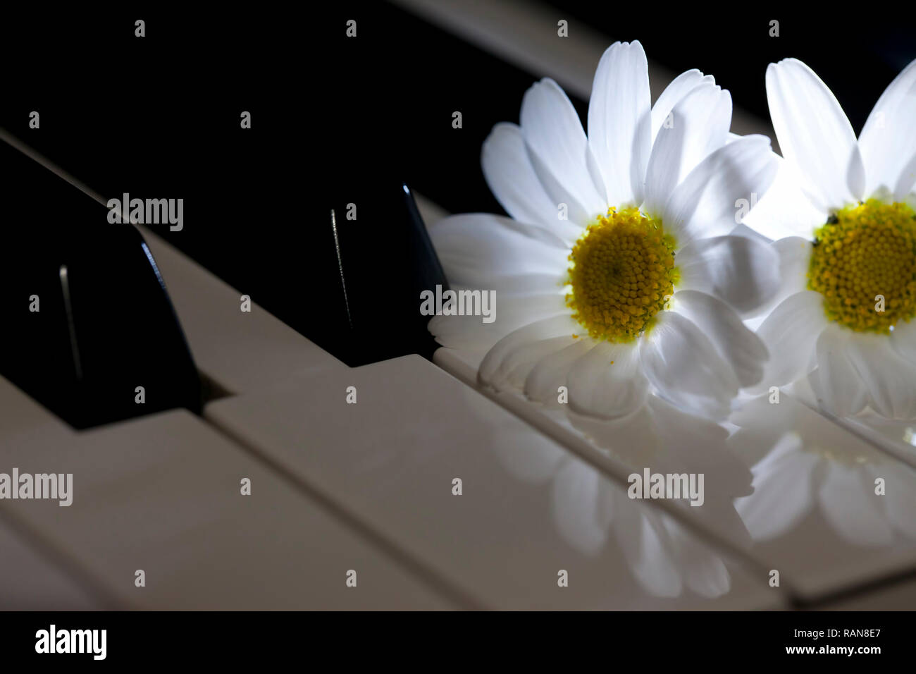 Flower Daisy and Music Instrument Piano Photo Stock Photo - Alamy