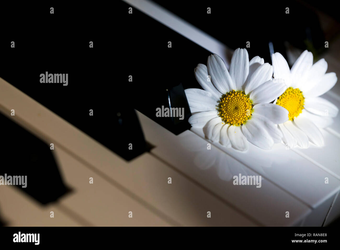 Flower Daisy and Music Instrument Piano Photo Stock Photo - Alamy