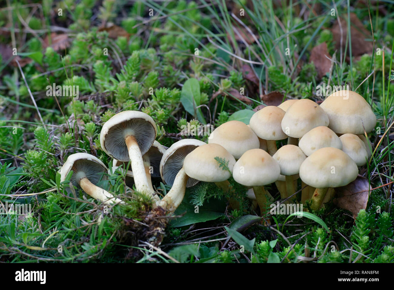 Conifer tuft mushroom hi-res stock photography and images - Alamy