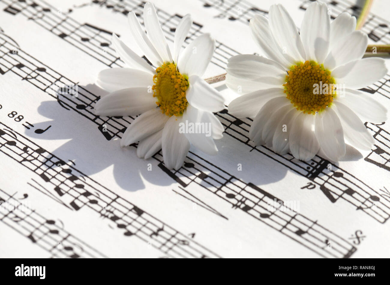 Flower Flora Daisy and Music Notes Sheets Photo Stock Photo - Alamy