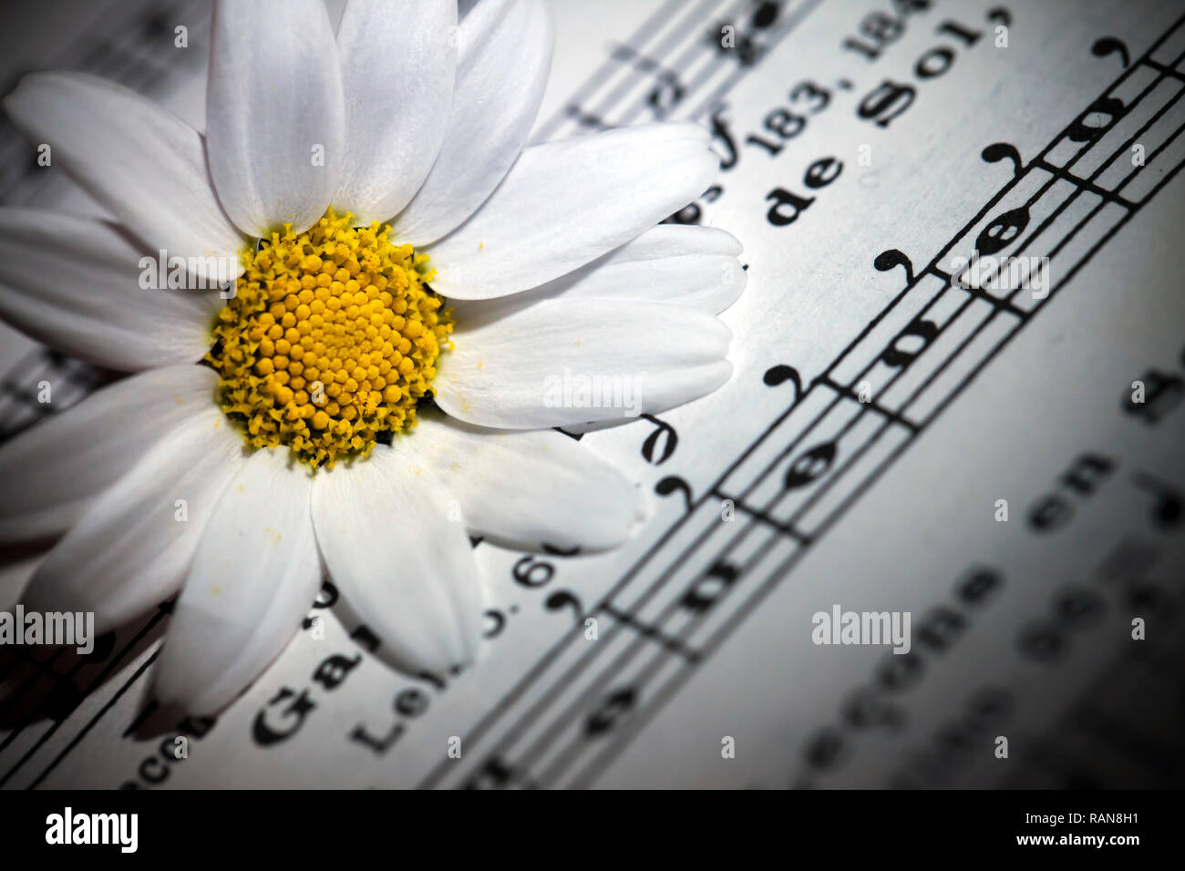 Flower Flora Daisy and Music Notes Sheets Photo Stock Photo - Alamy