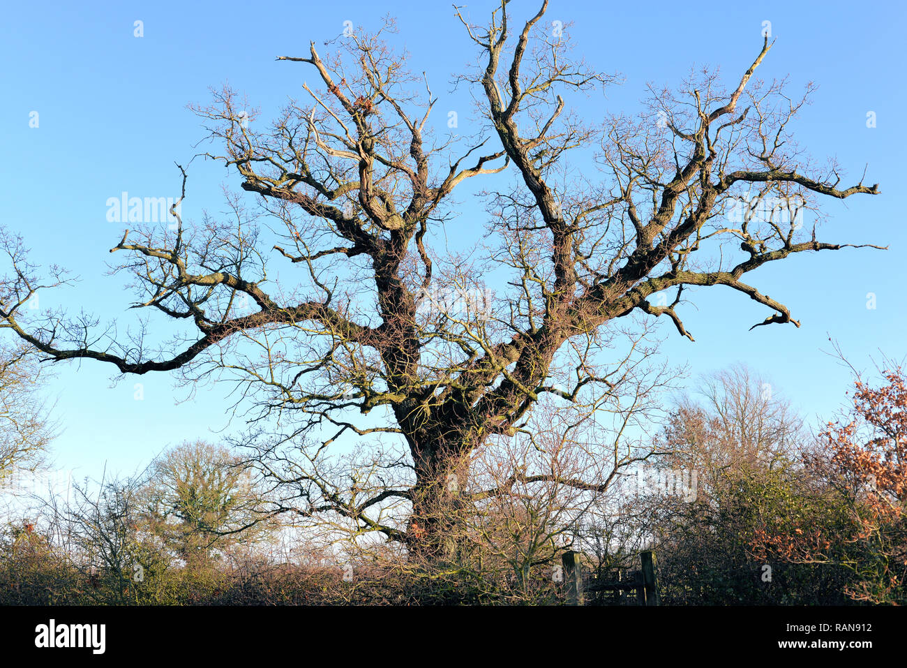 Oak tree in Winter, Norfolk, UK Stock Photo - Alamy