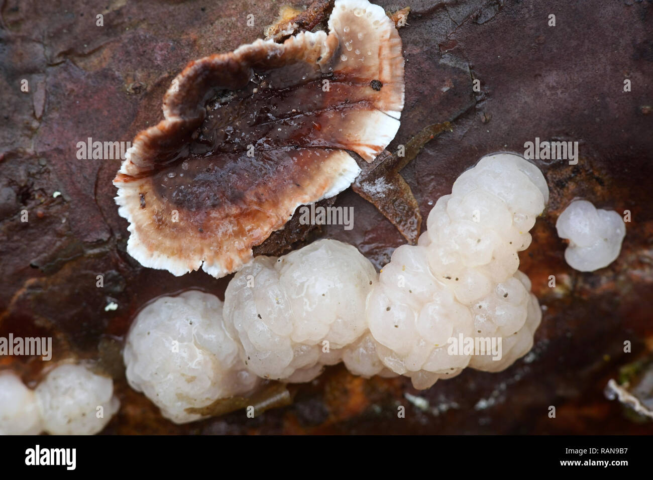 Conifer brain, Tremella encephala, growing parasitic on bleeding ...