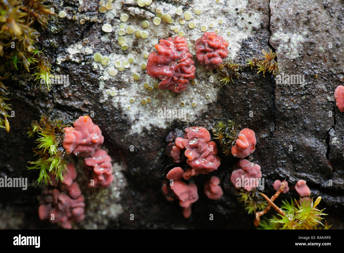 Red tree brain fungus, Peniophora rufa Stock Photo - Alamy