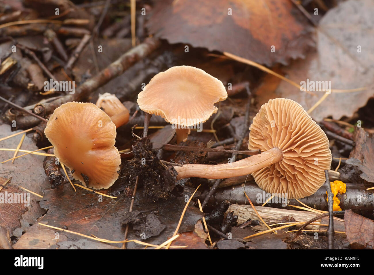 Tubaria furfuracea, commonly known as the scurfy twiglet Stock Photo ...