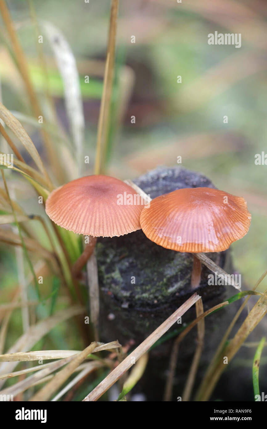 Scurfy twiglet fungus hi-res stock photography and images - Alamy
