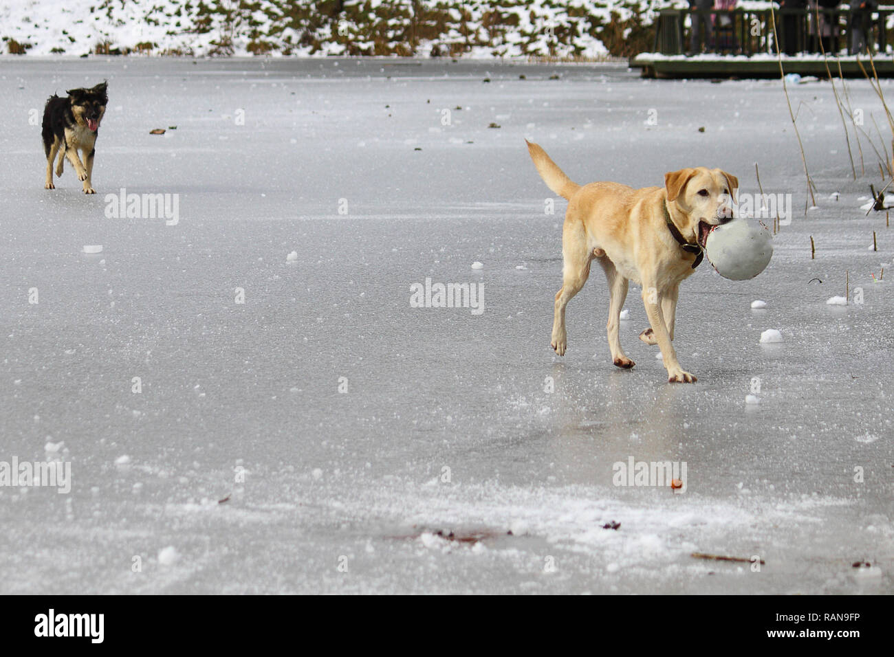 one dog running on white frozen lake ice surface Stock Photo - Alamy