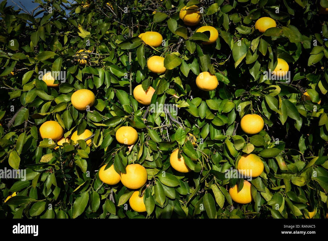 398f le12835 hi-res stock photography and images - Alamy
