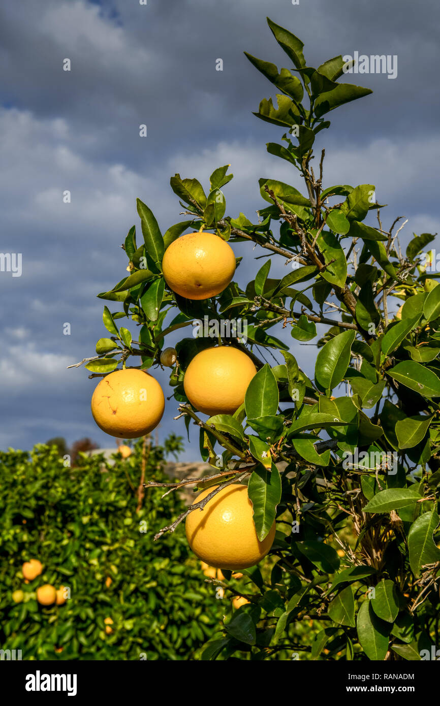 Orange cultivation, Cyprus, Orangenanbau, Zypern Stock Photo - Alamy
