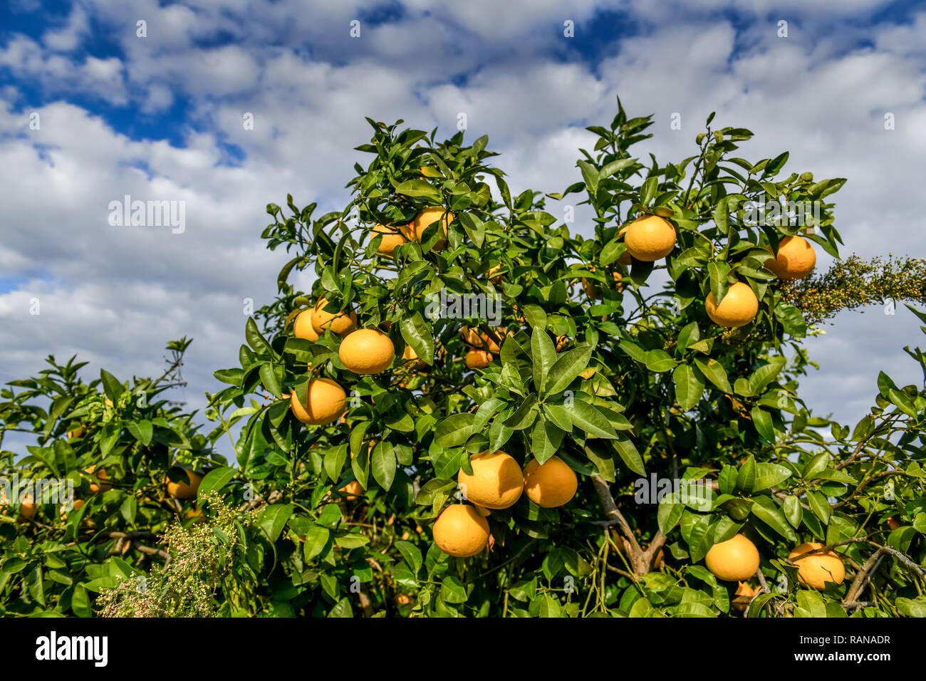Orange cultivation, Cyprus, Orangenanbau, Zypern Stock Photo - Alamy