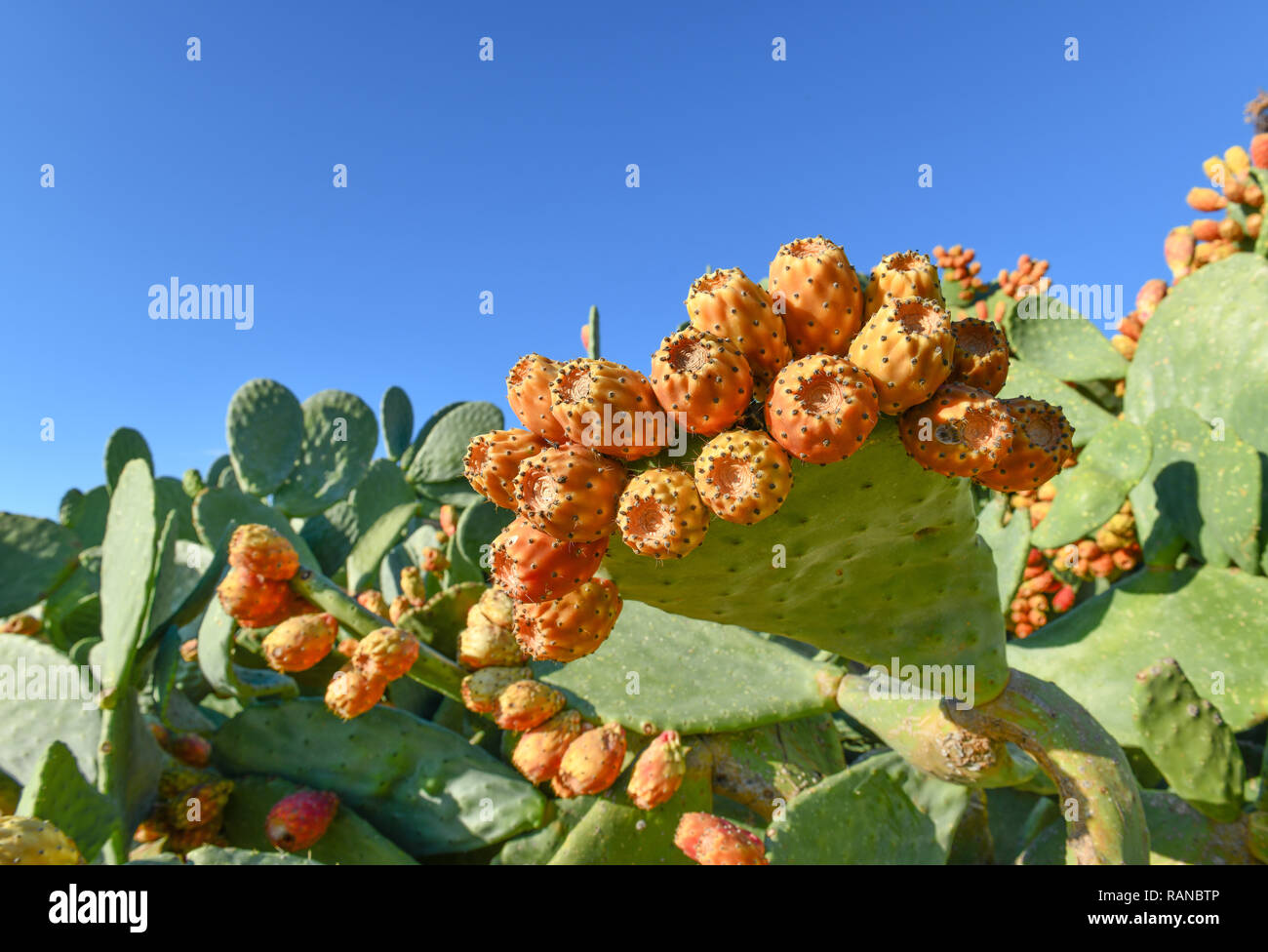Kaktusfeigen hi-res stock photography and images - Alamy