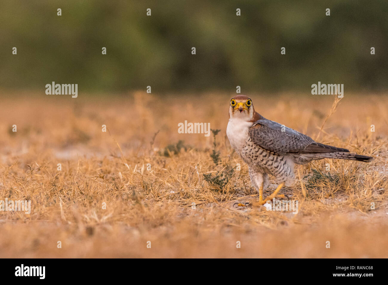 This image of Red Necked Falcon is taken at Gujarat in India Stock ...