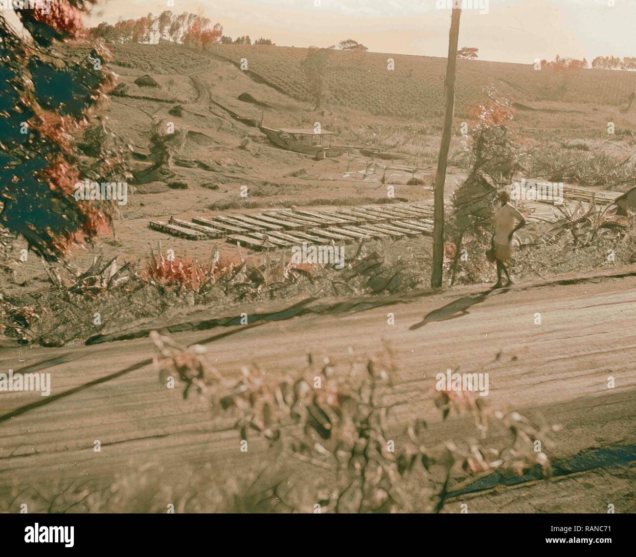 Kenya Colony. Plantations in Kenya colony. Drying trays on a coffee ...