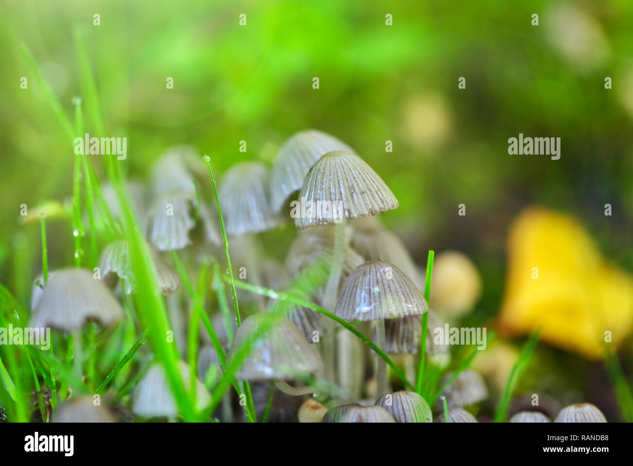 Natural Fungus Mushroom in Green Nature Photo Stock Photo - Alamy