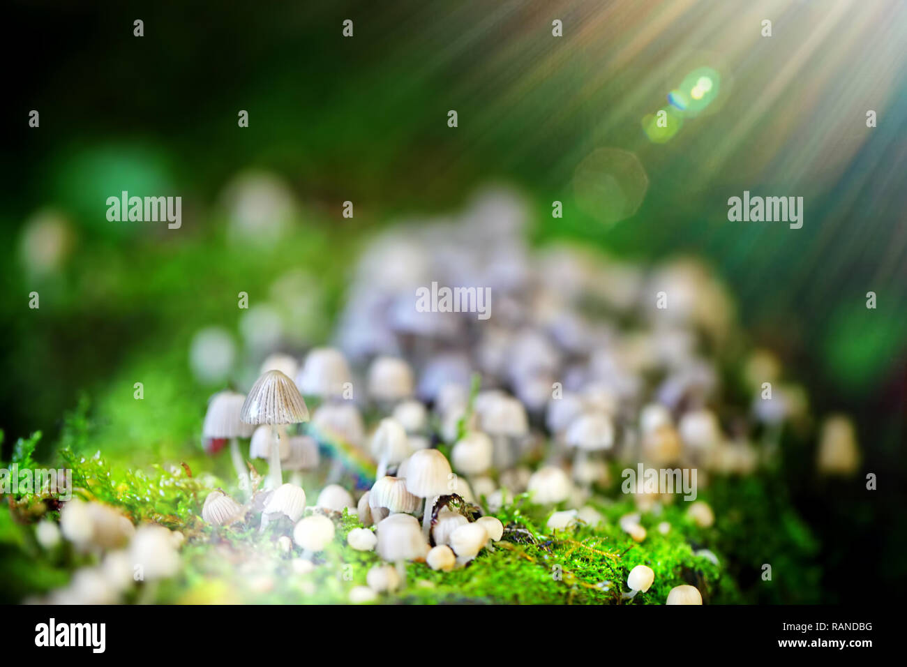 Natural Fungus Mushroom in Green Nature Photo Stock Photo - Alamy