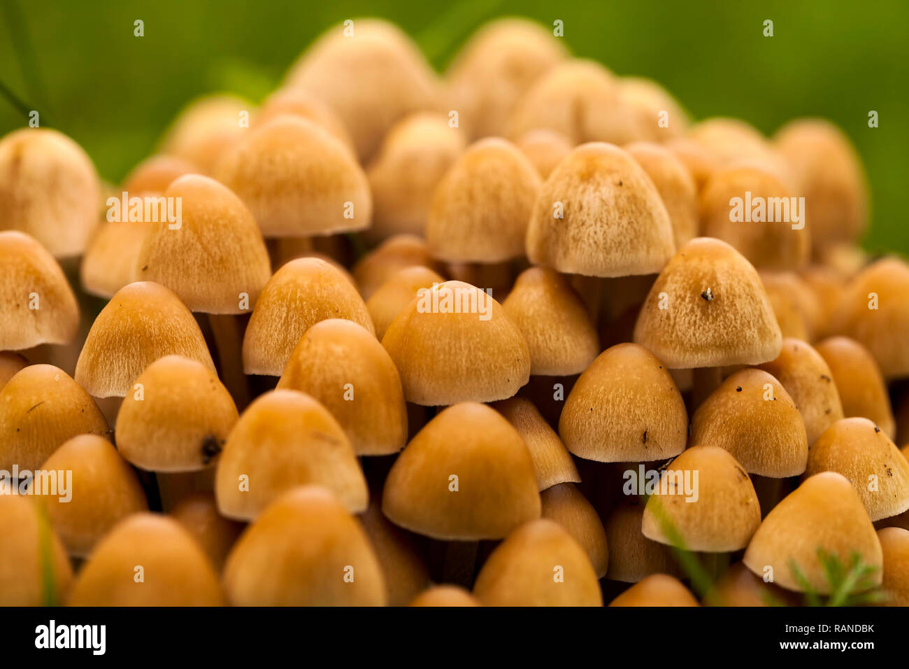 Natural Fungus Mushroom in Green Nature Photo Stock Photo - Alamy