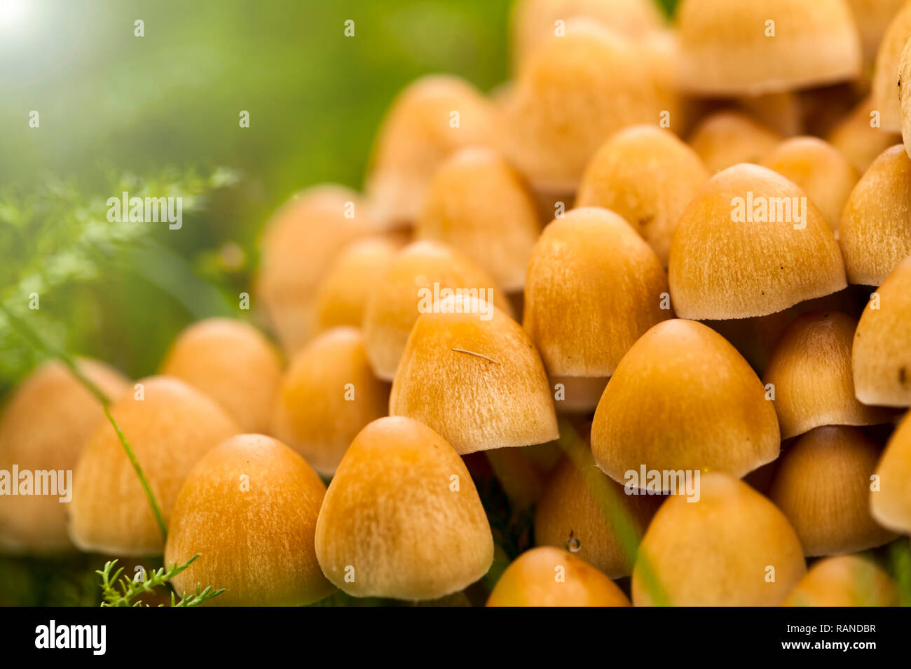 Natural Fungus Mushroom in Green Nature Photo Stock Photo - Alamy