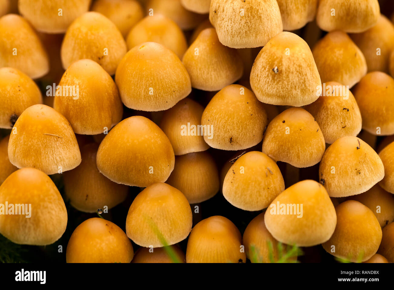 Natural Fungus Mushroom in Green Nature Photo Stock Photo - Alamy