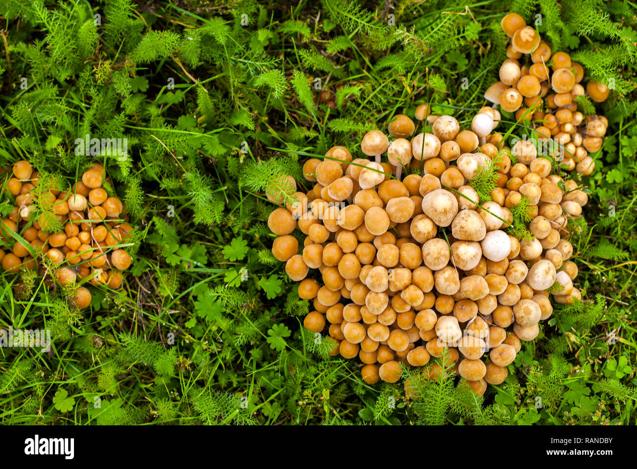 Natural Fungus Mushroom in Green Nature Photo Stock Photo - Alamy