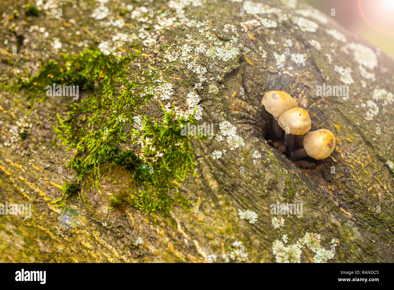 Natural Fungus Mushroom in Green Nature Photo Stock Photo - Alamy